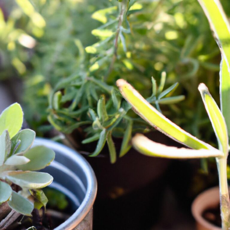 Welche Pflanzen für den Balkon brauchen wenig Wasser? - Pflanzenwissen pur