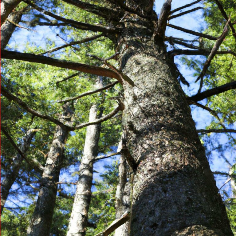 Welche Nadelbäume sind Tiefwurzler? - Pflanzenwissen pur