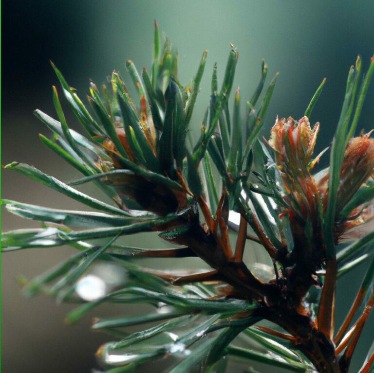 Welche Nadelbäume sind Tiefwurzler? - Pflanzenwissen pur