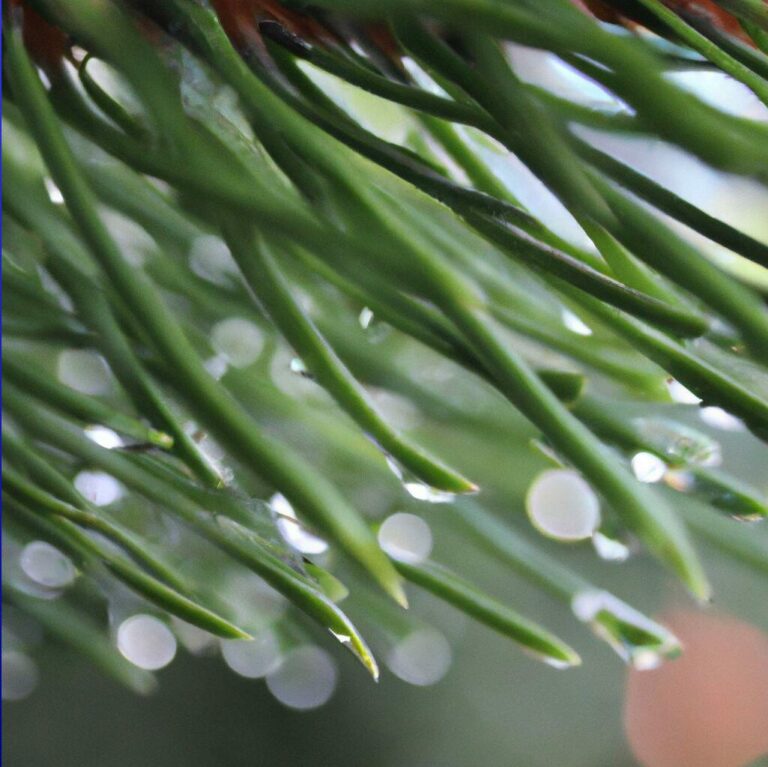 Nadelbaum mit hängenden Ästen - Pflanzenwissen pur