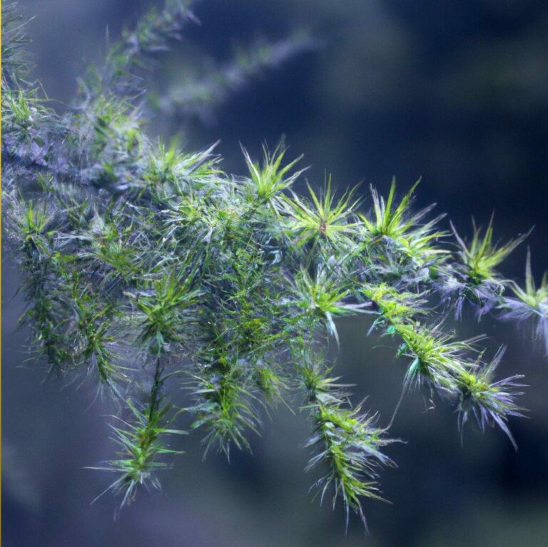 Wie vermehren sich Nadelbäume? - Pflanzenwissen pur